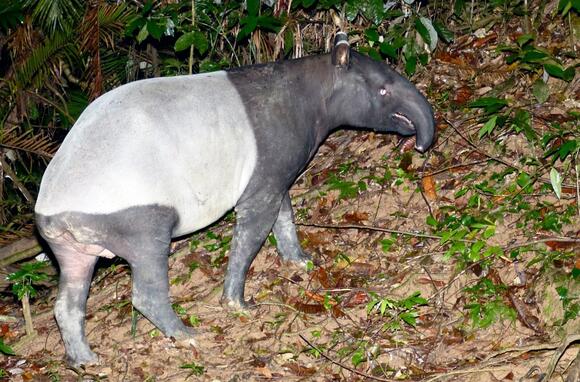 The Malayan Tapir: Evolutionary Outlier With a Panda Paint Job - NewsBreak
