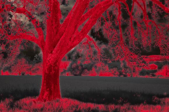 The Plants That Bleed Red: Why Some Trees Drip Crimson Sap - NewsBreak