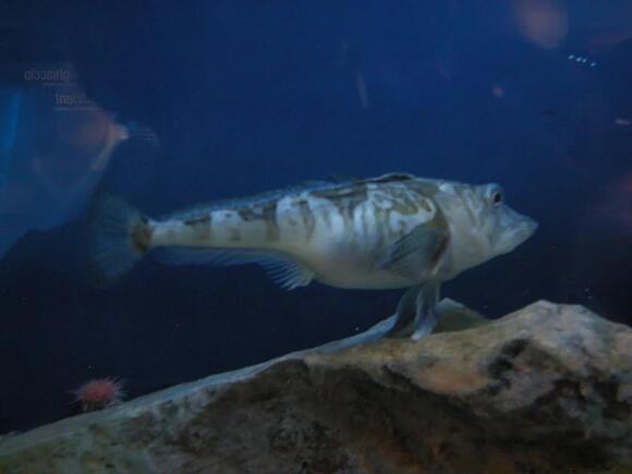 12 Genetic Mutations That Have Shaped the Evolution of Species - NewsBreak