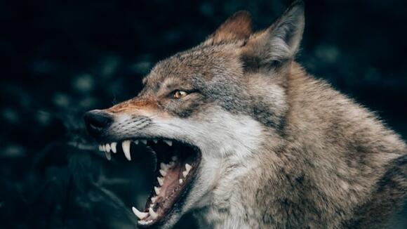 The Best Places to Hear Wolves Howl in the Wild - NewsBreak