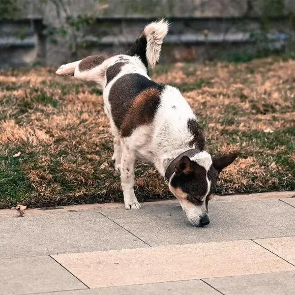 13 Things Dogs Do in the Last 24 Hours Before They Cross the Rainbow ...
