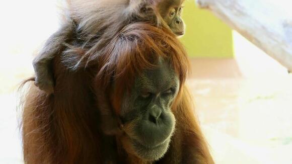 Animals and Wildlife in Indonesia - NewsBreak
