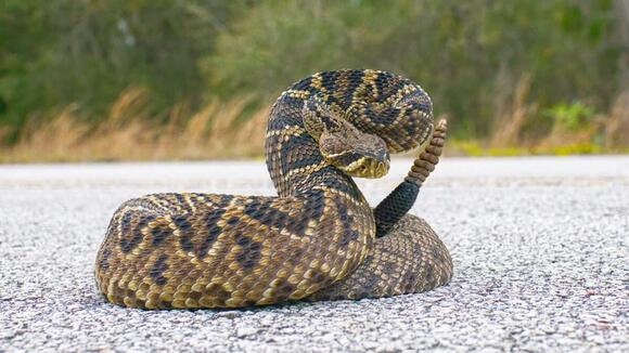 9 Most Snake-Filled National Parks in Florida You Should Watch Out For ...