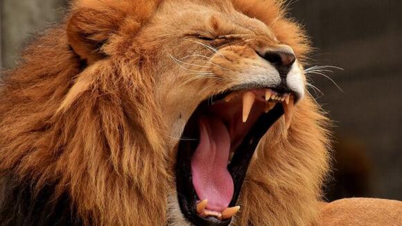 How the Lion’s Roar Can Be Heard 5 Miles Away - NewsBreak