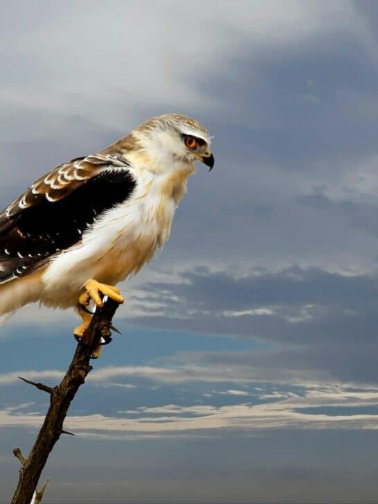 Peregrine Falcon: Fastest Bird in the World on Record (242 mph) - NewsBreak