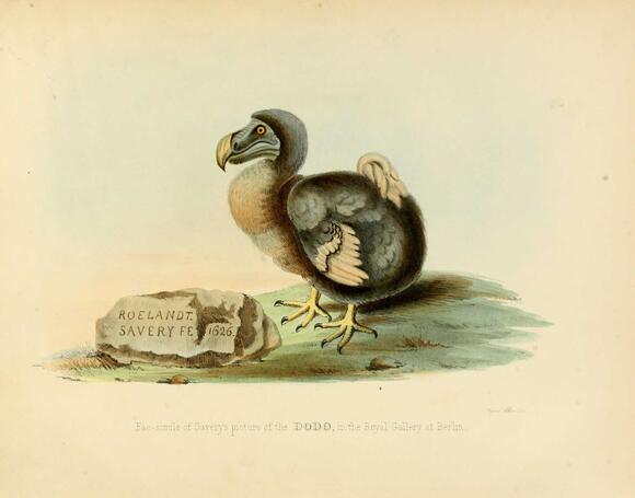 Can We Bring Back the Dodo—And Should We? - NewsBreak