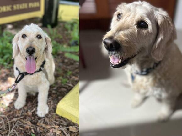 Senior Goldendoodle Max needs a new forever home after owner sadly ...
