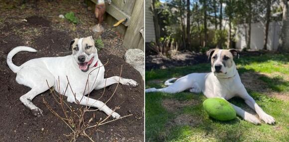 After Nearly 2 Years in Rescue Cody Is Still Waiting for Someone to ...