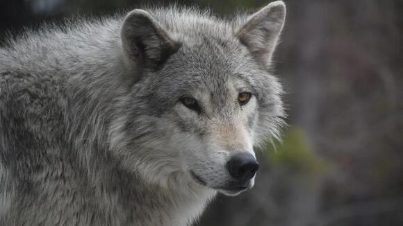 The US States With the Most Gray Wolves - NewsBreak