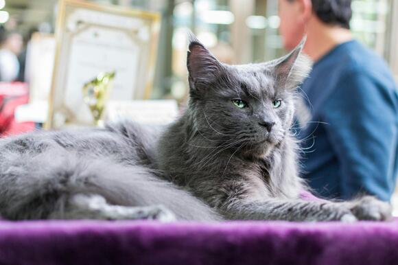 7 Times Cats Took Over Major Award Shows and Events - NewsBreak
