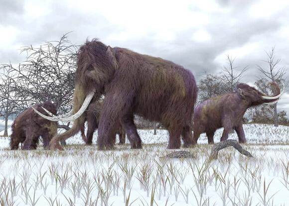 How Close Are We to Cloning the Woolly Mammoth? - NewsBreak