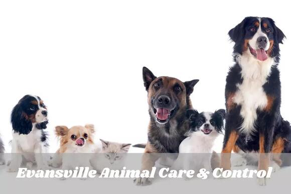 Indiana Just Strengthened Animal Protection Laws - NewsBreak