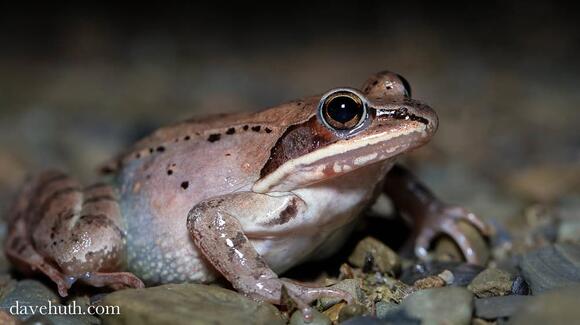 This Animal Can Freeze Solid—and Thaw Back to Life - NewsBreak
