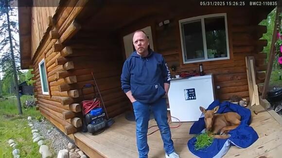 Alaska Wildlife Troopers ticket a man who rescued an abandoned moose ...