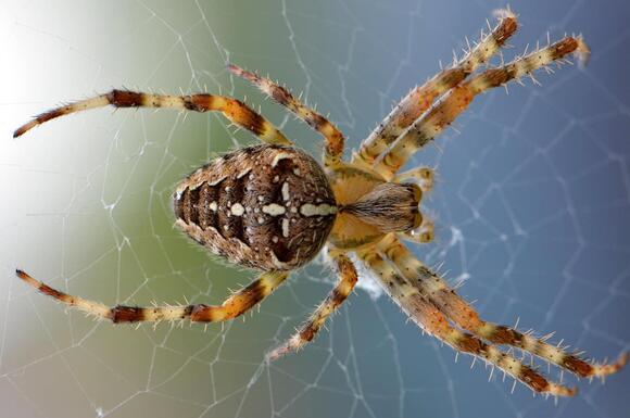 12 Ways Extreme Weather Impacts Spider Populations - NewsBreak