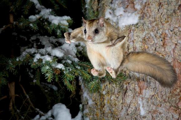 7 Types of Squirrels in Wisconsin: Complete Identification Guide (2025 ...