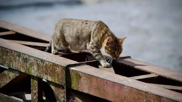 8 Cat Behaviors That Mean They’re Trying to Warn You About Danger ...