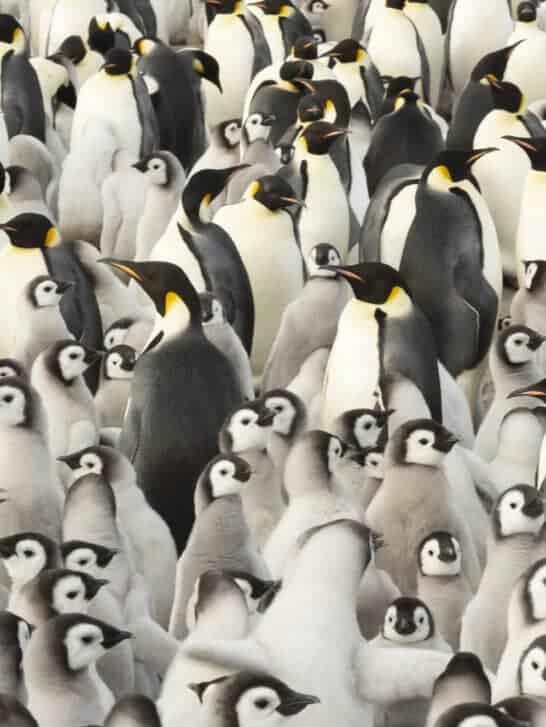 Emperor Penguins Face Dramatic Decline as Antarctic Sea Ice Vanishes ...