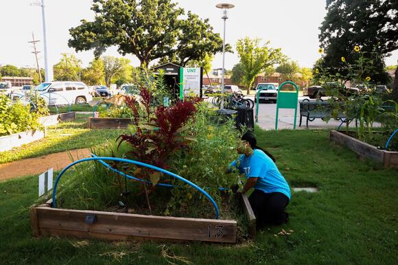 UNT’s food pantry and garden, plus diverse dining options, lessen ...