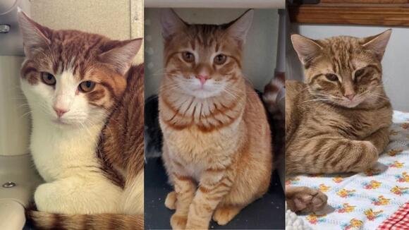 Dubuque Pet of the Week: Three Sweet Siblings in Search of Their ‘Moe ...