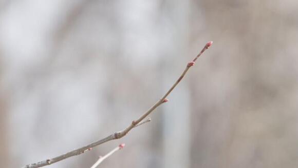 False Spring? Warm December temps coax many Colorado trees into early ...