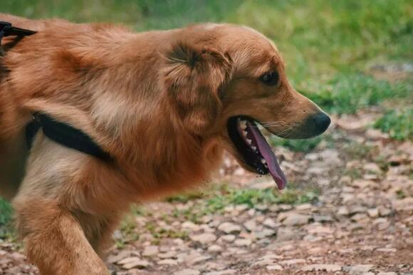 7 Subtle Ways Your Dog Is Trying to Tell You They’re in Physical Pain ...
