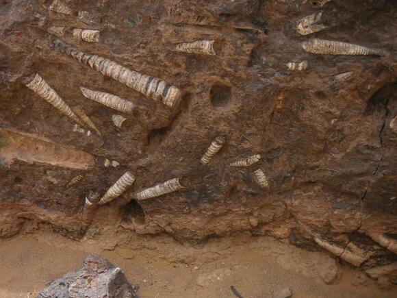The Role of Bones in Ancient Riverbed Ecosystems - NewsBreak