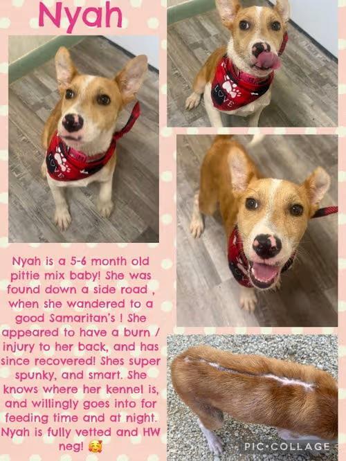 🐶 Sweet Rescue Dogs Waiting for Homes in Oakhurst, NJ - NewsBreak