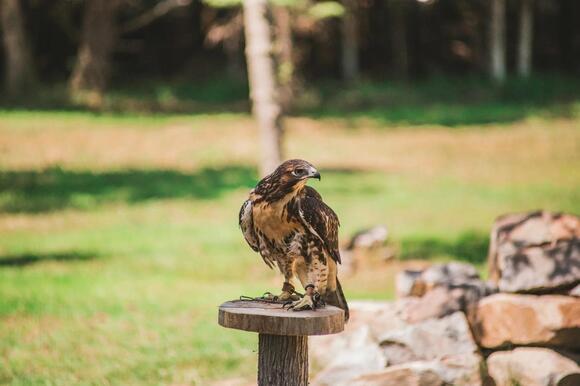 The Forgotten Art of Falconry: How Humans and Birds of Prey Have Worked ...