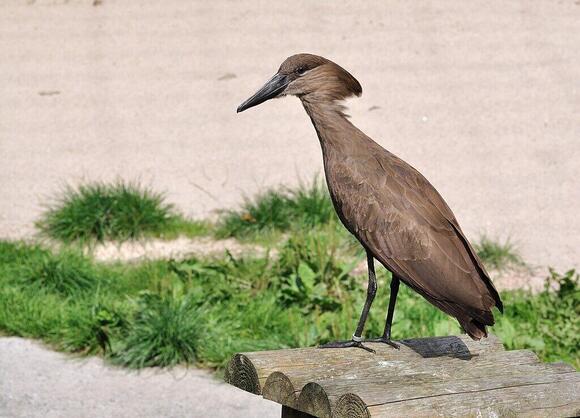 15 Birds That Build the Most Mind Blowing Nests - NewsBreak