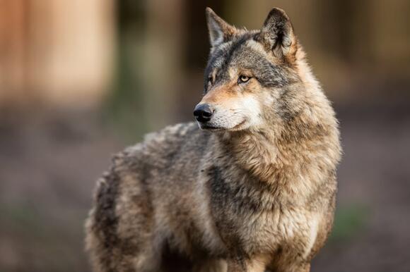 8 Things Wolves Do to Protect Their Pack And 2 They Risk Alone - NewsBreak
