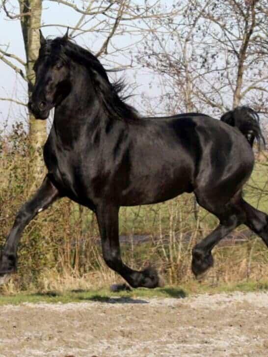 Top 10 Most Beautiful Animals - NewsBreak