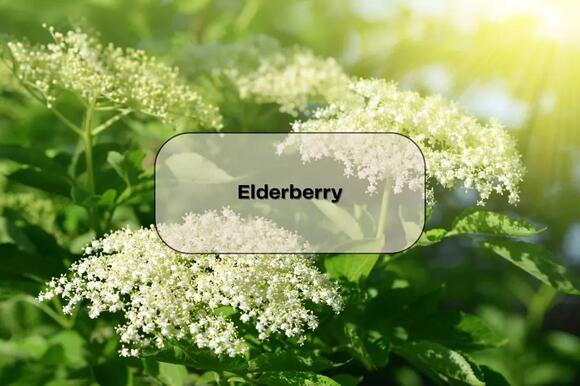 Nature’s Secret Weapon Might Be Growing in Your Texas Backyard - NewsBreak