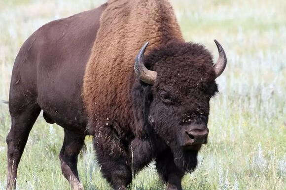 Minnesota's Biggest Private Landowner Has Nearly 300,000 Acres - NewsBreak