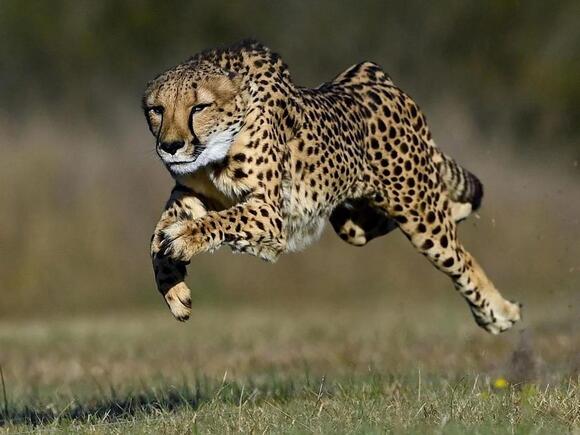 6 Ways Big Cats Use Their Environment to Their Advantage in Hunting ...