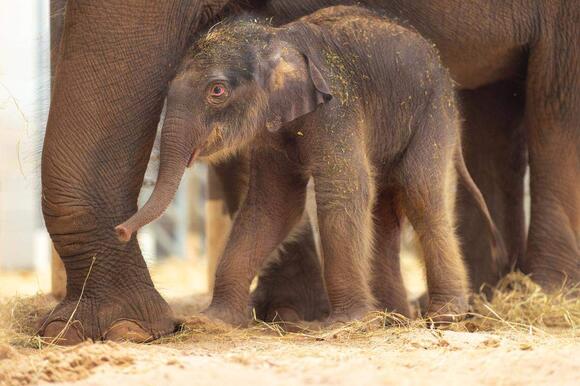 Meet Fort Worth Zoo's new baby elephant with the Texas-sized name ...