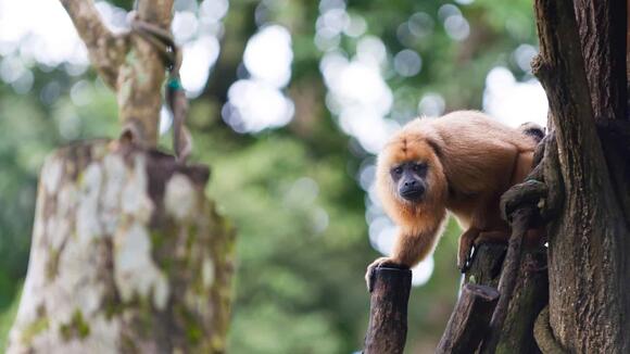 Best Destinations to Hear Howler Monkeys at Dawn - NewsBreak