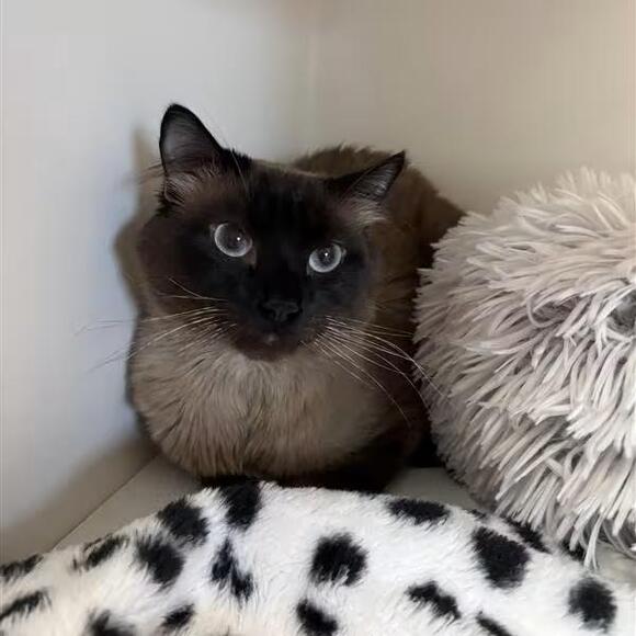 🐱 Playful & Sweet Cats Ready for Adoption in Tempe - NewsBreak