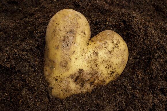 How the Potato Changed the World — A Science Look on International Day ...