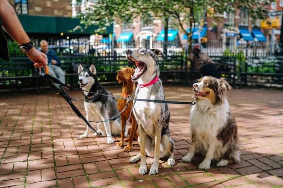 Don’t Be Fooled: Not All ‘Friendly’ Dog Parks Are Safe For Your Canine ...