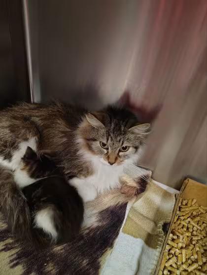 🐱 Playful & Sweet Cats Ready for Adoption in Florence, AL - NewsBreak