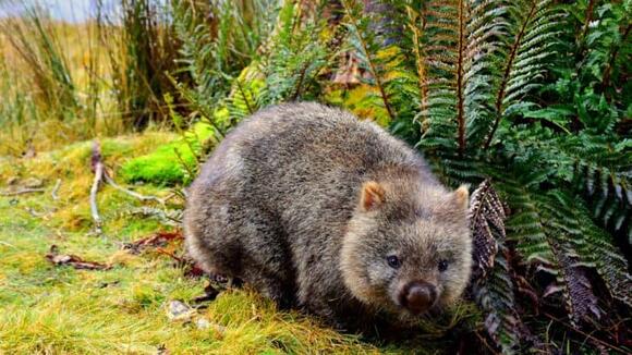 How Wombats Defend Their Burrows With Rock-Hard Backsides - NewsBreak
