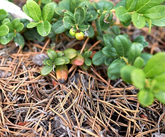 Why Mulching Blueberries in Winter Guarantees Better Fruit – and How to ...
