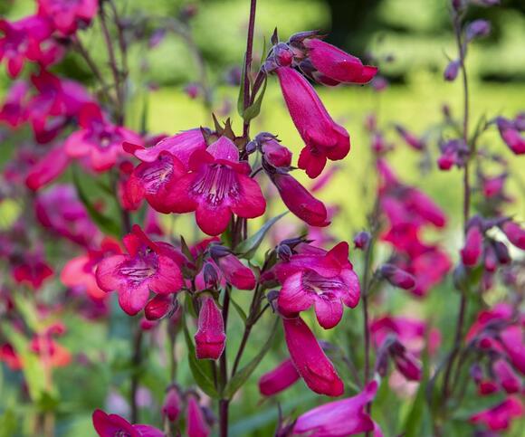 The 7 Best Plants to Stop Gardens From Looking Sparse in Early Summer ...