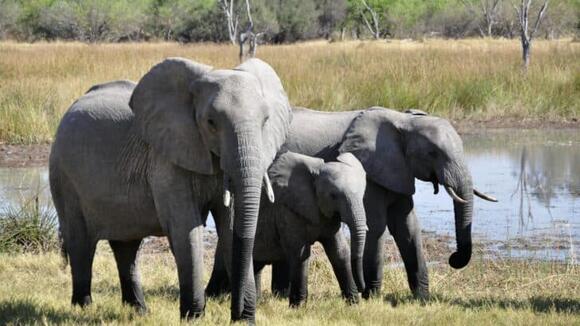 21 Reasons Why You Should Keep Your Distance from Wild Animals - NewsBreak