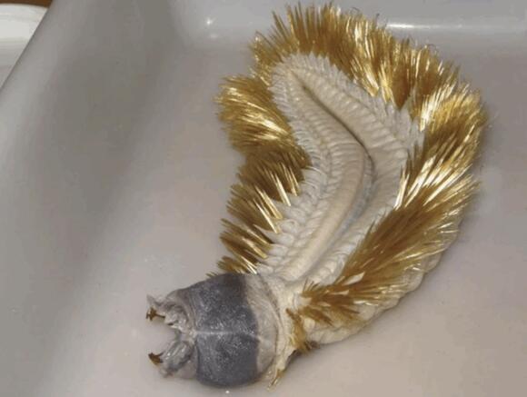 Real photos of an underwater worm you’ll wish were AI - NewsBreak