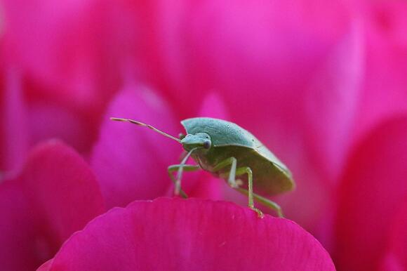 Stink Bugs Getting into Houses Later Than Usual in Western New York ...