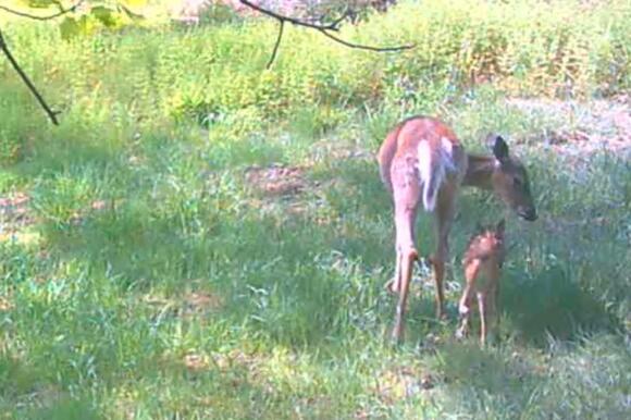 Watch this newborn fawn and its momma grazing