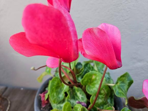 🎁 Freebies Up for Grabs in Santa Cruz — Furniture, Plants & More ...
