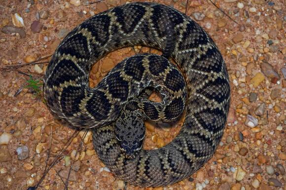 9 Snakes That Love the Desert And 6 That Need Moisture - NewsBreak